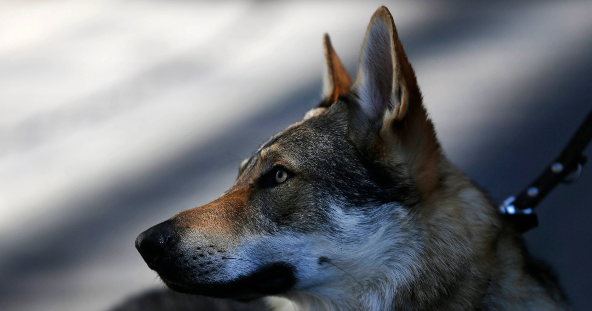 Caça ao lobo volta a ser permitida em Espanha a norte do rio Douro